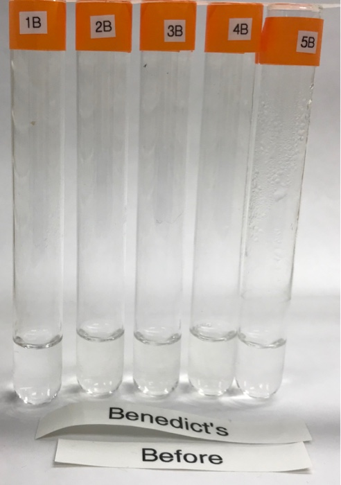 Name and Lab Section 1. Amylase Activity and Effect | Chegg.com