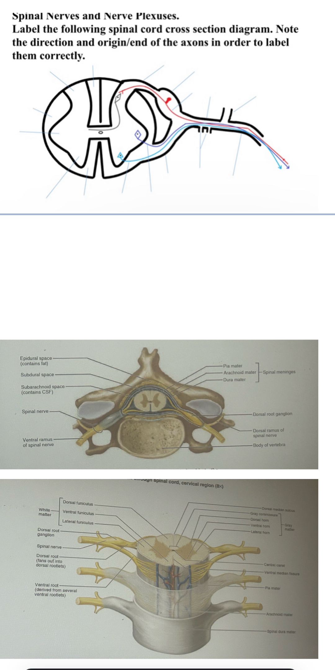 Solved Label the following spinal cord cross section | Chegg.com