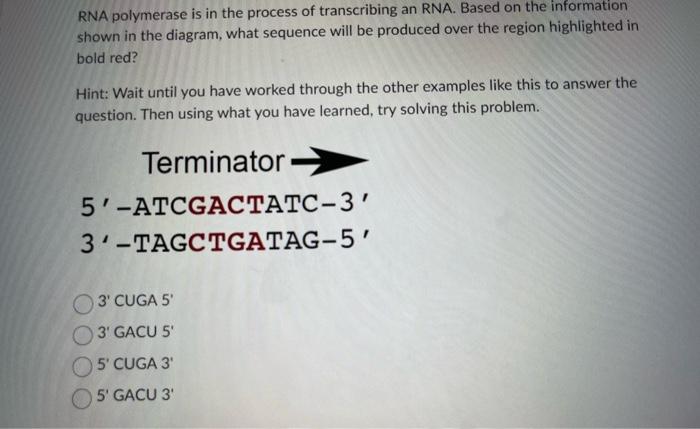 Solved RNA polymerase is in the process of transcribing an | Chegg.com