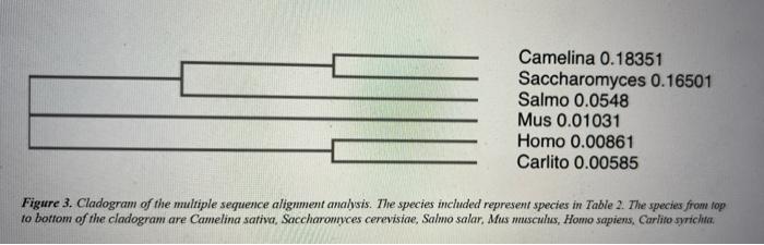 Solved Figure 3. Cladogram of the multiple sequence | Chegg.com