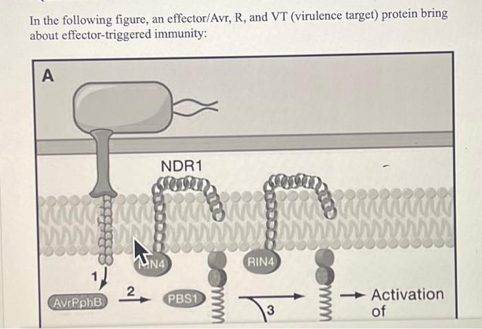 Solved In the following figure, an effector/Avr, R, and VT | Chegg.com