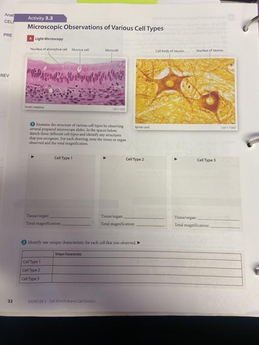 Solved Anat CEL Activity 3.3 Microscopic Observations of | Chegg.com