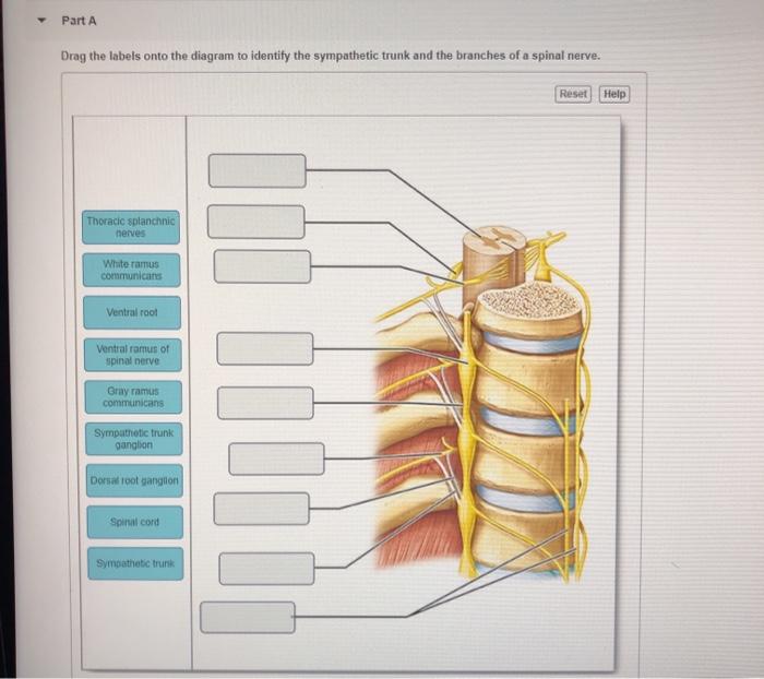 Sympathetic Trunk Ganglion