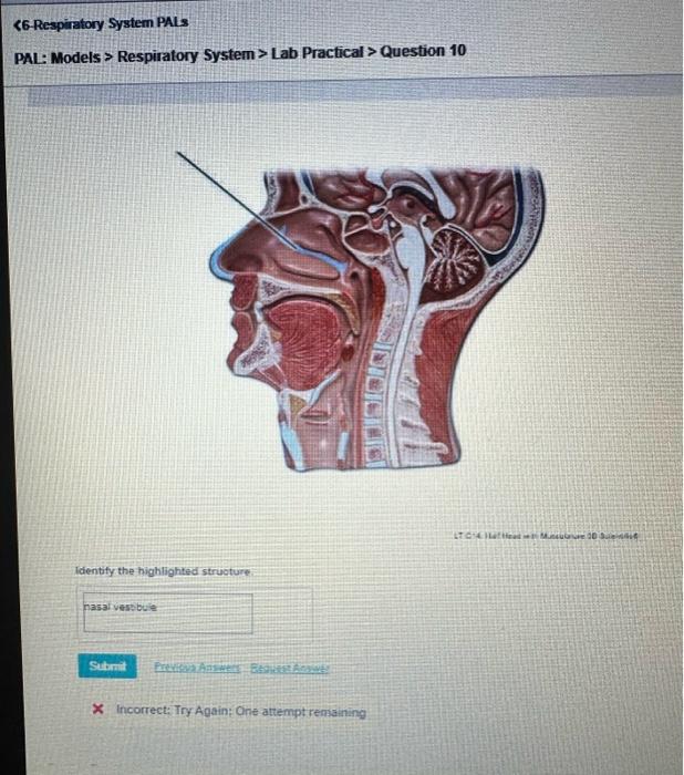 Solved C6-Respinatory System PAls PAL: Models > Respiratory | Chegg.com