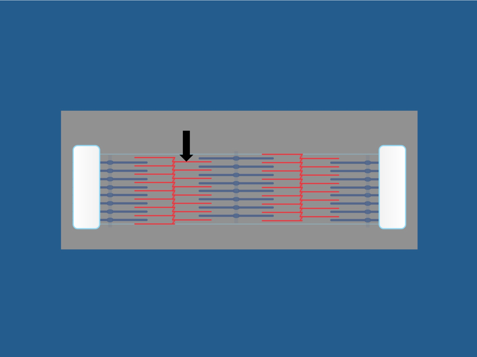 Solved In the diagram (above) ﻿of the contractile apparatus | Chegg.com