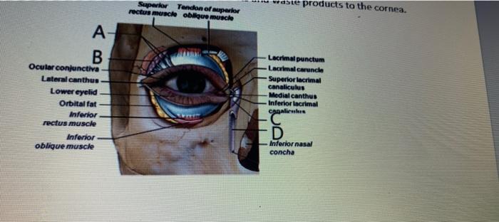 Solved A- B Ocular conjunctiva Lateral canthus Lower eyelid | Chegg.com