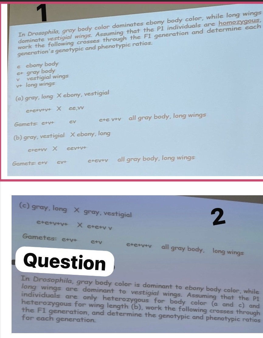Solved In Drosophila, gray body color dominates ebony body | Chegg.com