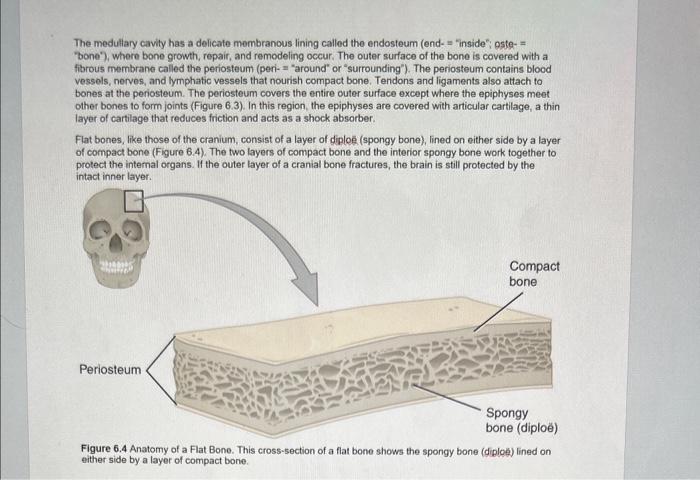 Solved Procedure for Activity 6.3: Microscopic Anatomy of | Chegg.com