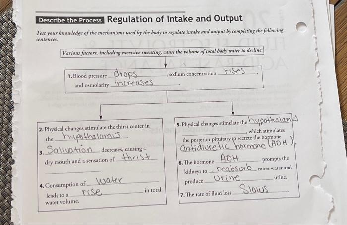 Describe the Process Regulation of Intake and Output | Chegg.com
