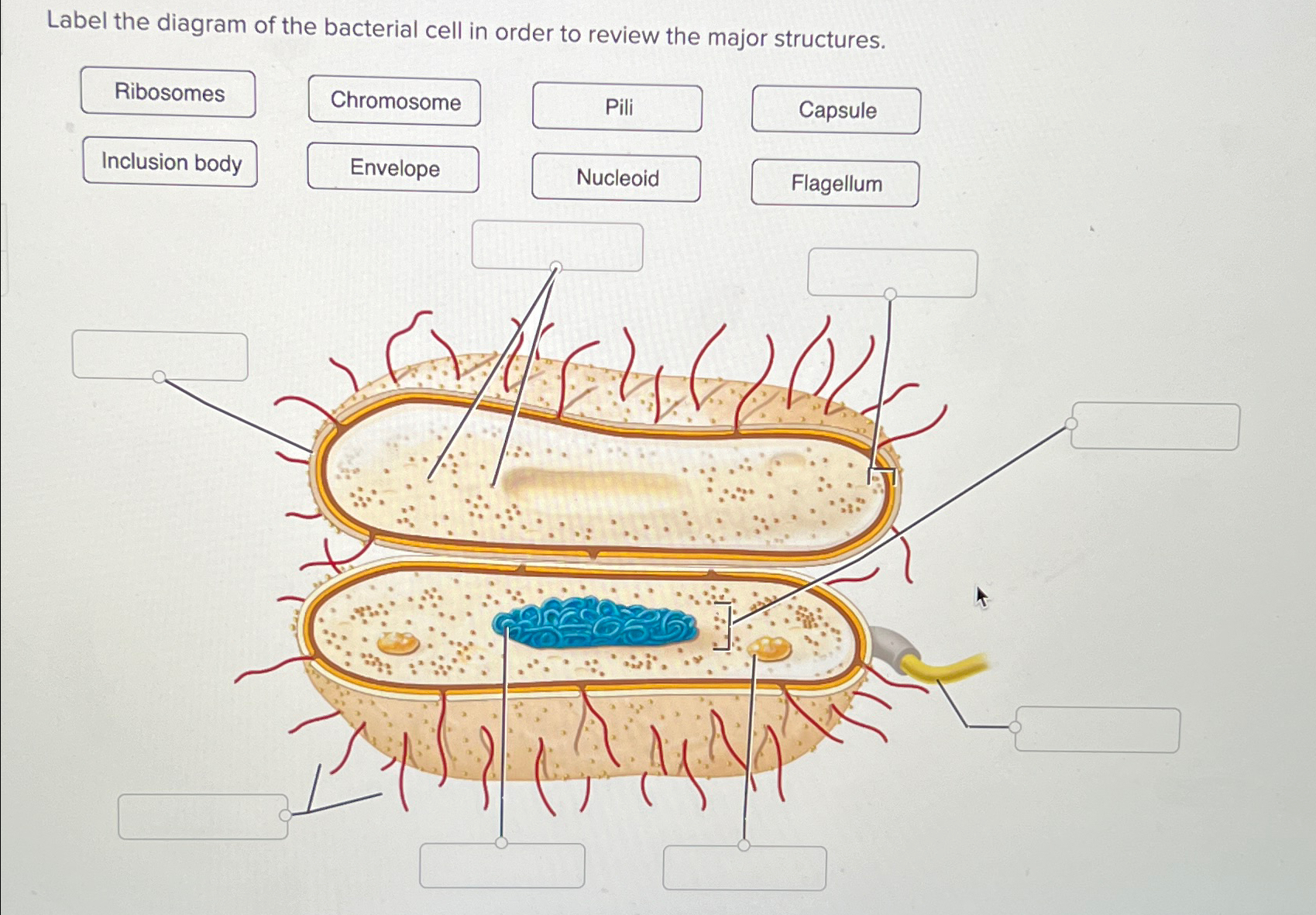 Solved Label the diagram of the bacterial cell in order to | Chegg.com