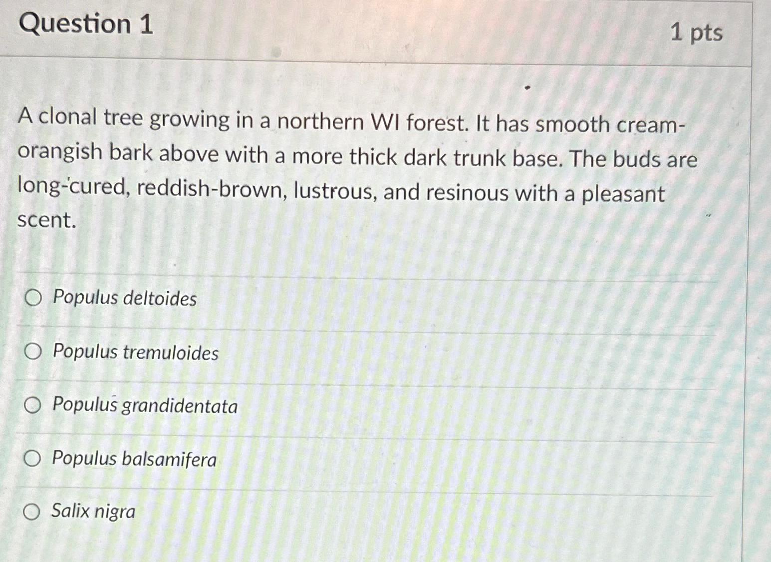 Solved Question 11 ﻿ptsA clonal tree growing in a northern | Chegg.com