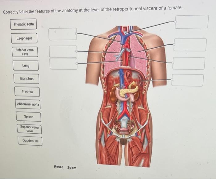 Solved Correctly label the features of the anatomy at the | Chegg.com