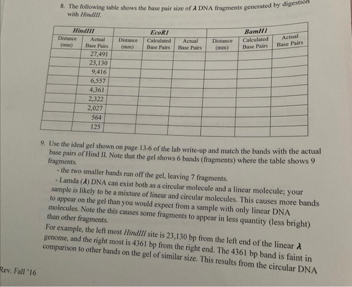 create a standard curve of DNA fragment size in base | Chegg.com