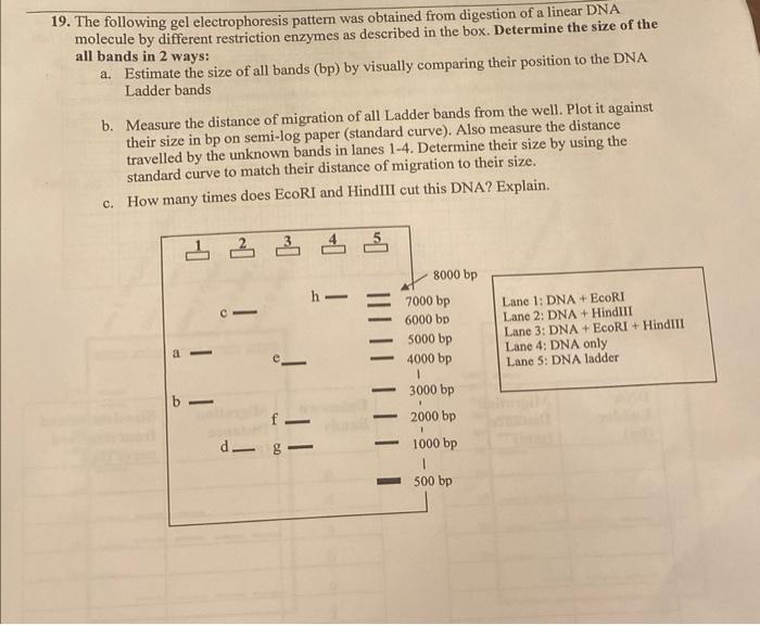 19 The Following Gel Electrophoresis Pattern Was