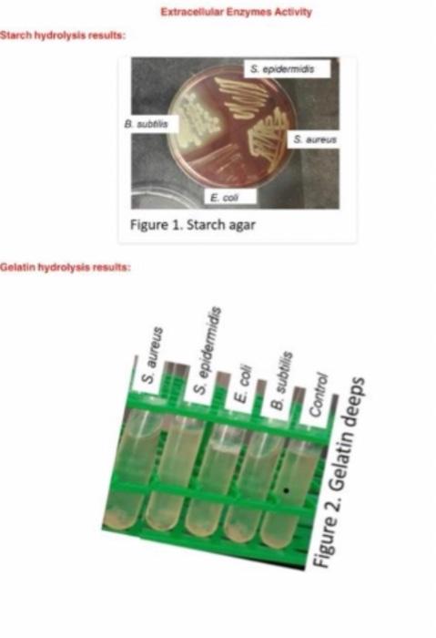 Solved Extracellular Enzymes Activity Starch hydrolysis | Chegg.com