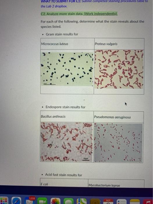 Solved WHAT TO SUBMIT FOR CI Submit completed Staining | Chegg.com