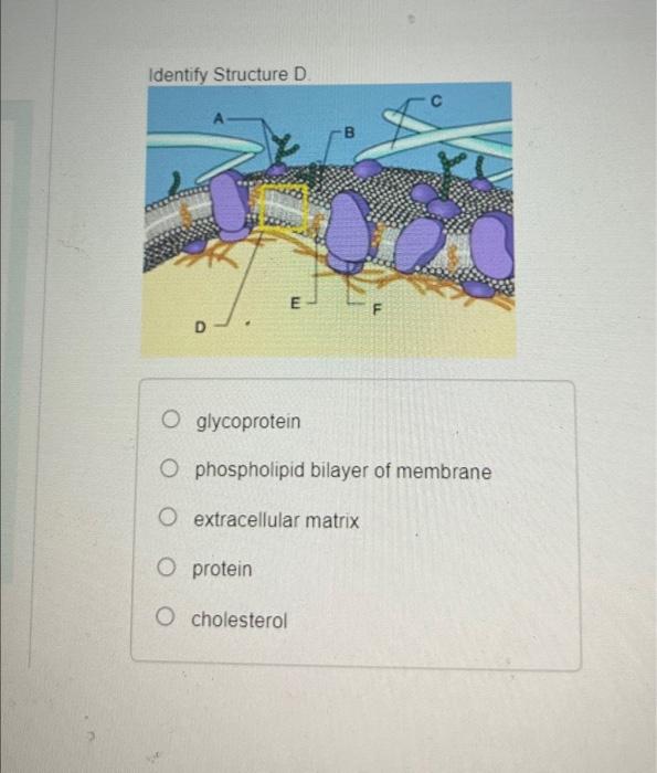 Solved glycoprotein phospholipid bilayer of membrane | Chegg.com