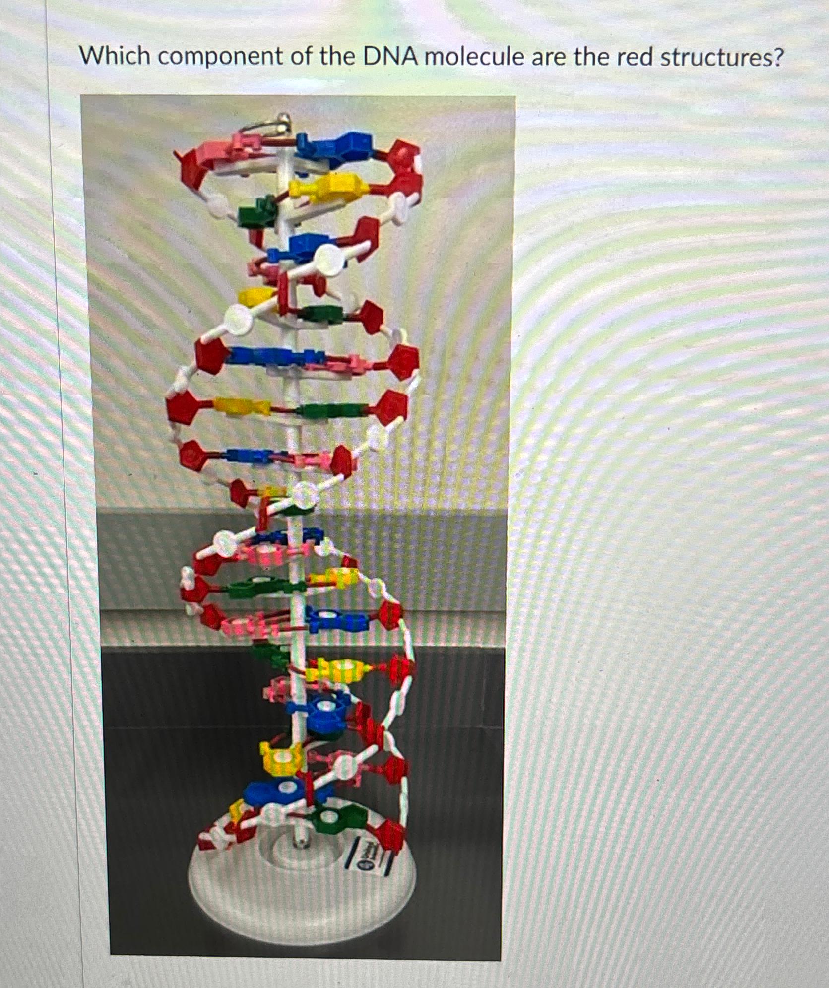 Solved Which component of the DNA molecule are the red | Chegg.com