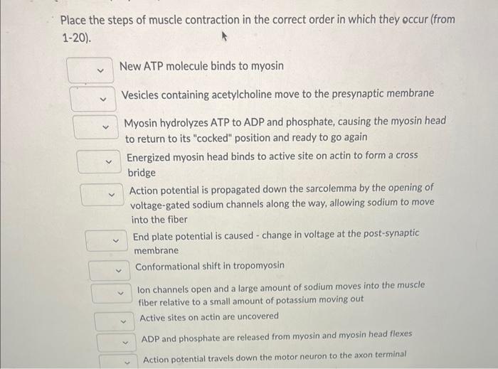 Solved Place the steps of muscle contraction in the correct | Chegg.com