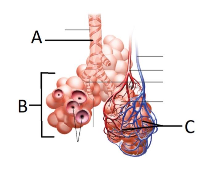 Solved Identify the labeled structures. How does each | Chegg.com