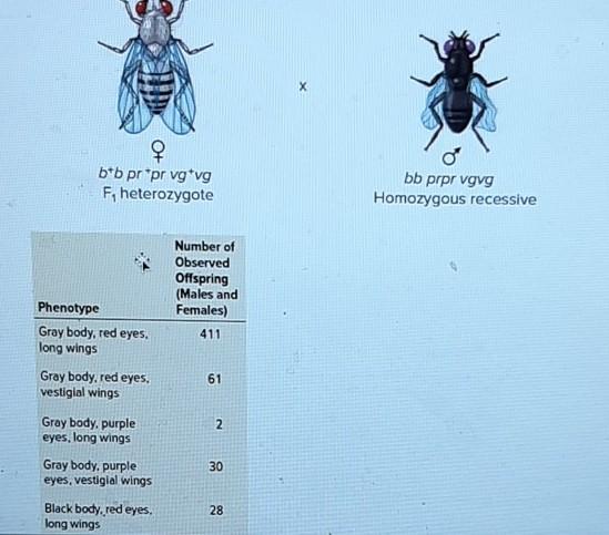 Solved 2 In This Example We Will Consider Fruit Flies That 0788