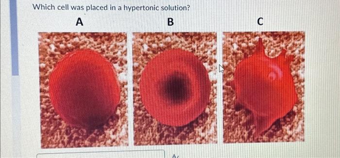 Solved Which cell was placed in a hypertonic solution? A B C | Chegg.com