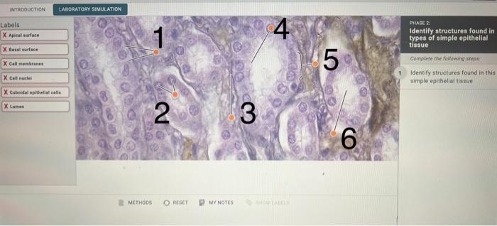 Solved PHASE Zे Identify structures found in types of simple | Chegg.com