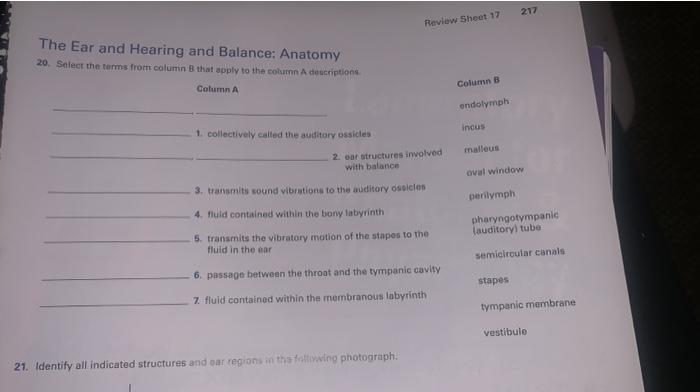 Solved 217 Review Sheet 17 The Ear and Hearing and Balance: | Chegg.com