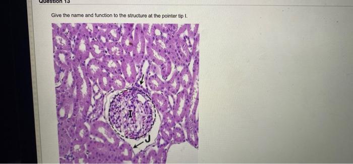 Solved Give the name and function to the structure at the | Chegg.com
