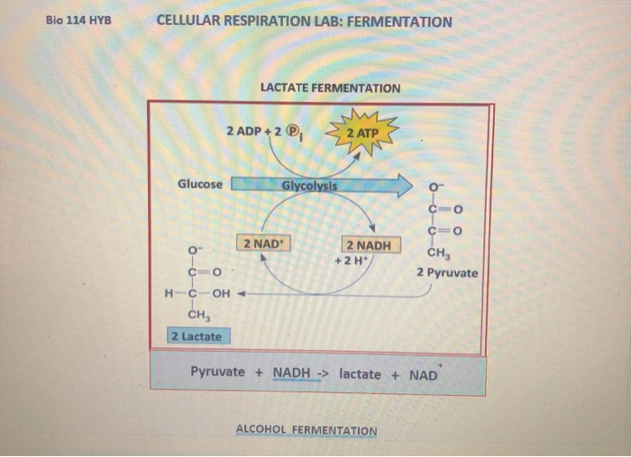 Solved Bio 114 HYB CELLULAR RESPIRATION LAB: FERMENTATION | Chegg.com