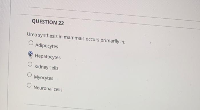 Solved Urea synthesis in mammals occurs primarily in: | Chegg.com