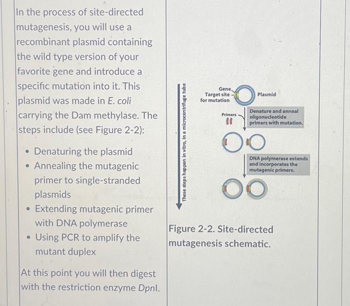 Solved molecular genetics which plasmid DNA in the | Chegg.com