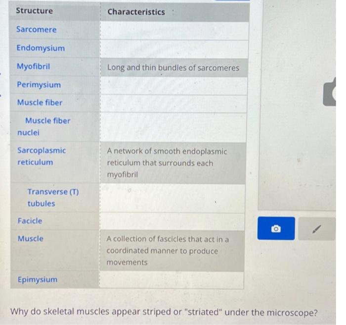 Structure Sarcomere Endomysium Myofibril Perimysium | Chegg.com