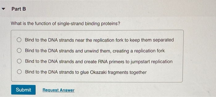 Solved Part B What is the function of single-strand binding | Chegg.com