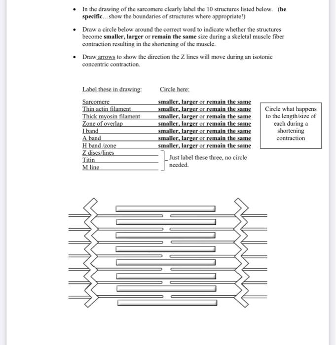 Solved In the drawing of the sarcomere clearly label the 10 | Chegg.com