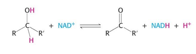 Solved Mark molecules that act as antioxidants (Score 2)Also | Chegg.com