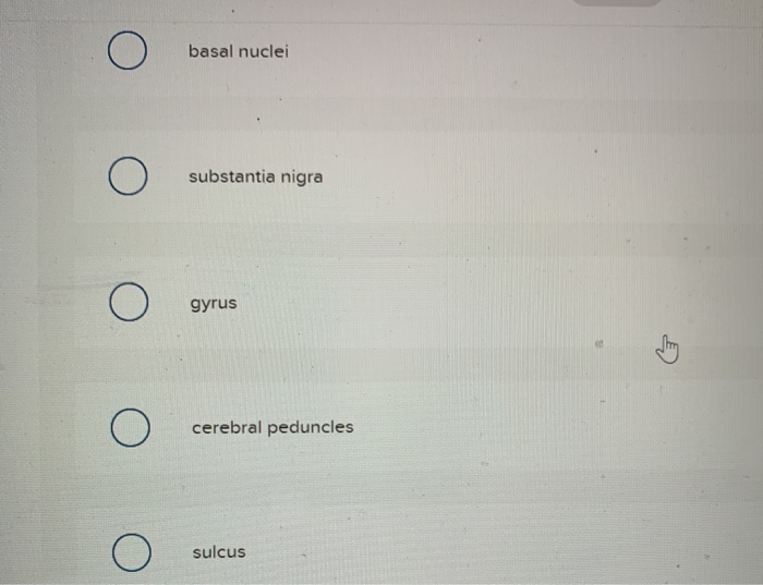 Solved Which structure is highlighted? basal nuclei O O | Chegg.com