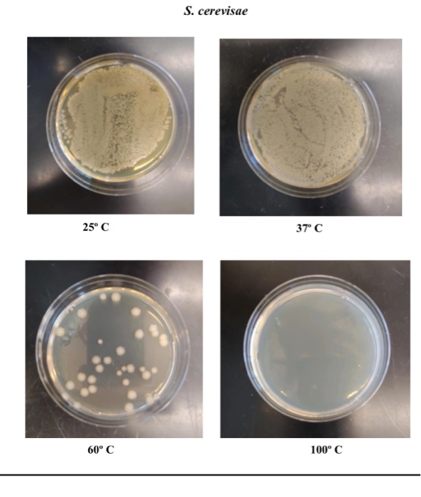 Solved LAB 2: 1. Observe all plates for the amount of | Chegg.com