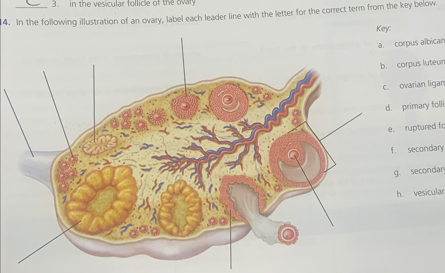 Solved q, 3. ﻿in the vesicular follicle of the ovary14. ﻿In | Chegg.com