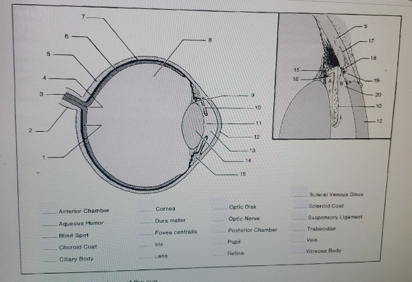 Solved 17 5 18 15 16 19 3 20 10 10 12 11 12 -13 15 Scleral | Chegg.com