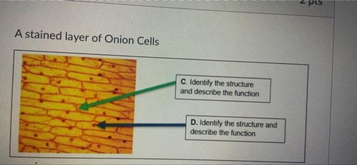 Solved PLS A stained layer of Onion Cells C. Identify the | Chegg.com
