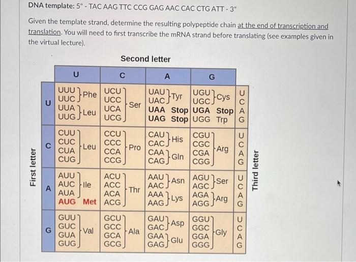 Solved DNA template: 5" - TAC AAG TTC CCG GAG AAC CAC CTG | Chegg.com