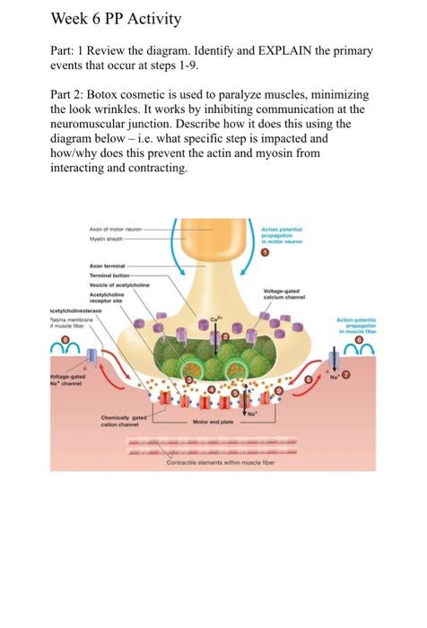 Solved Week 6 PP Activity Part: 1 Review the diagram. | Chegg.com