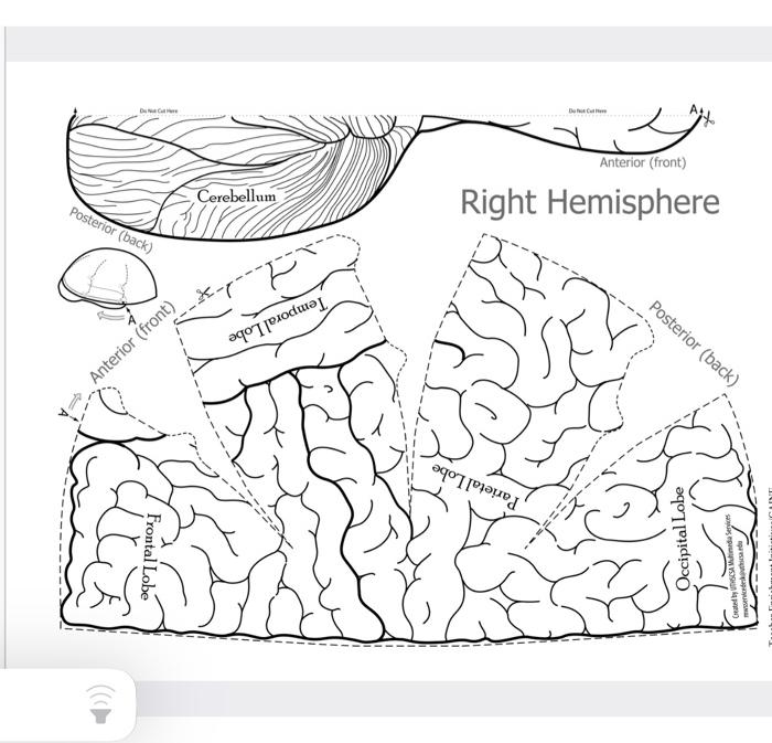 Brain Cap PatternTo Make the "Cap" (21pts) | Chegg.com