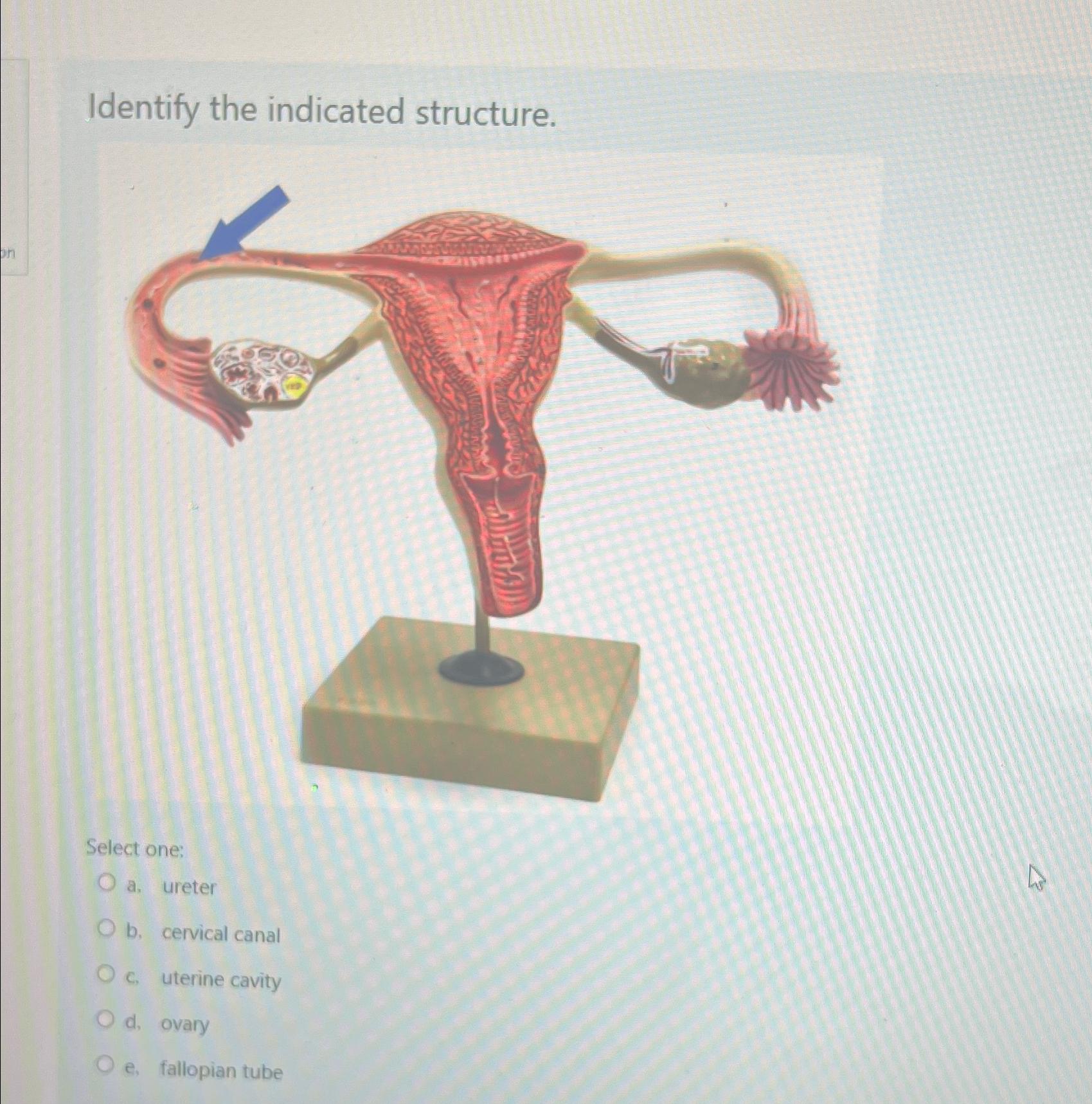 Identify the indicated structure.Select one;a | Chegg.com