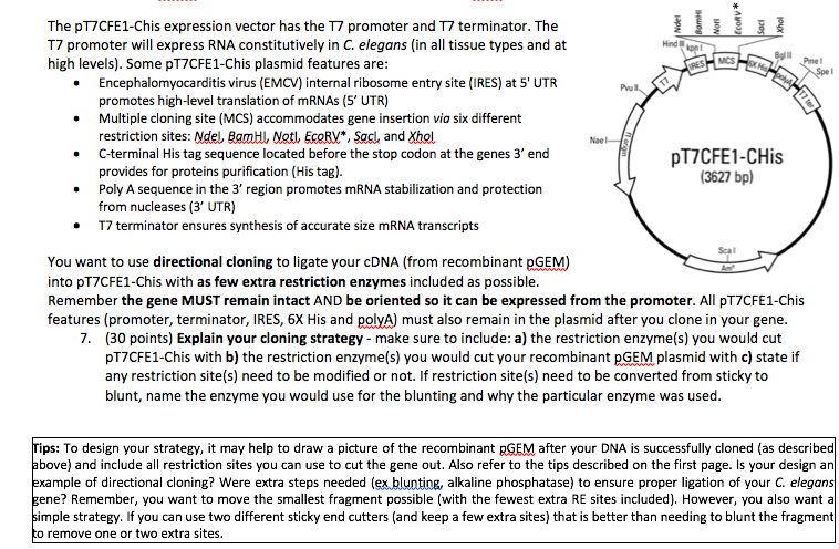 Solved You want to use directional cloning to ligate your | Chegg.com