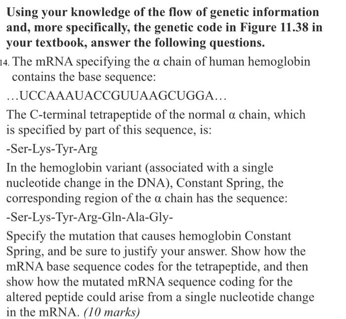Solved The mRNA specifying the a chain of human hemoglobin | Chegg.com