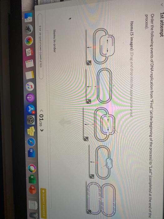 Solved 1st attempt Order the following events of DNA | Chegg.com