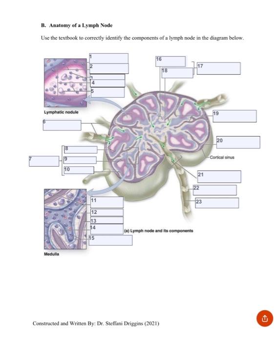 Solved B. Anatomy of a Lymph Node Use the textbook to | Chegg.com