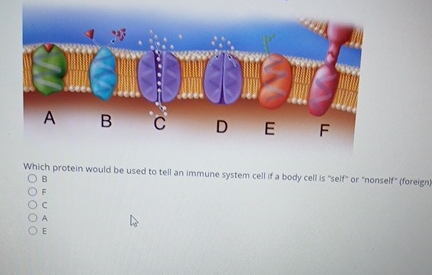 Solved Which protein would be used to tell an immune system | Chegg.com